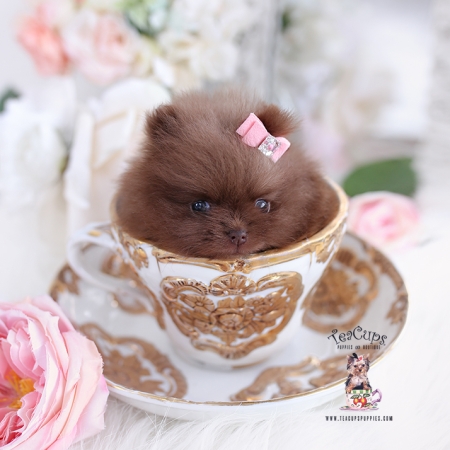 Tiny Teacup Pomeranian Puppies | Teacup Puppies & Boutique