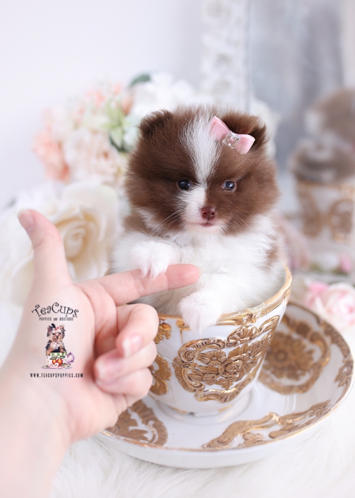 Tiny Teacup Pomeranian Puppies | Teacup Puppies & Boutique