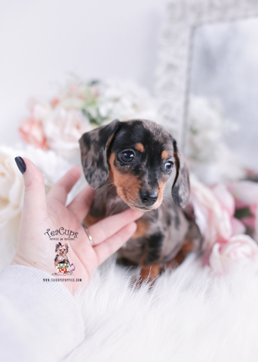 Toy Teacup Puppies For Sale | Teacup Puppies & Boutique