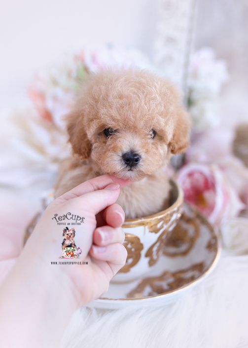 Poodle Puppy #277 | Teacup Puppies & Boutique