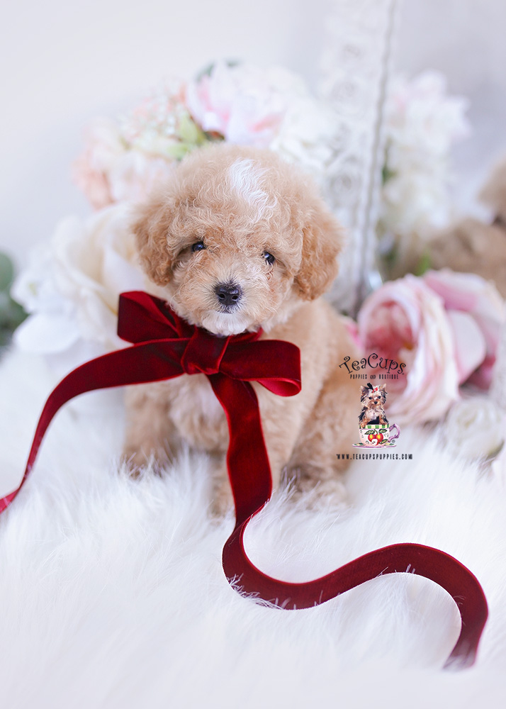 Poodle Puppy #277 | Teacup Puppies & Boutique