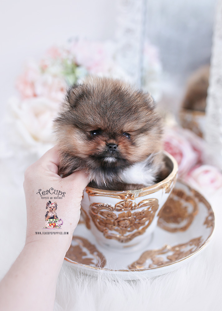 Teacup Yorkie #200 | Teacup Puppies & Boutique