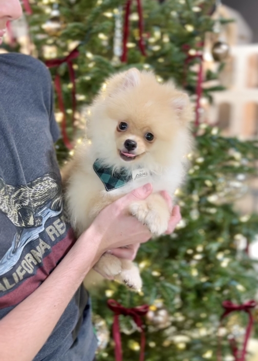 Affordable Puppies For Sale | Teacup Puppies & Boutique