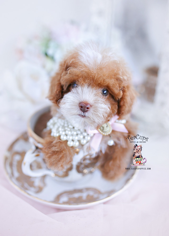 poodle-puppy-24-361 | Teacup Puppies & Boutique