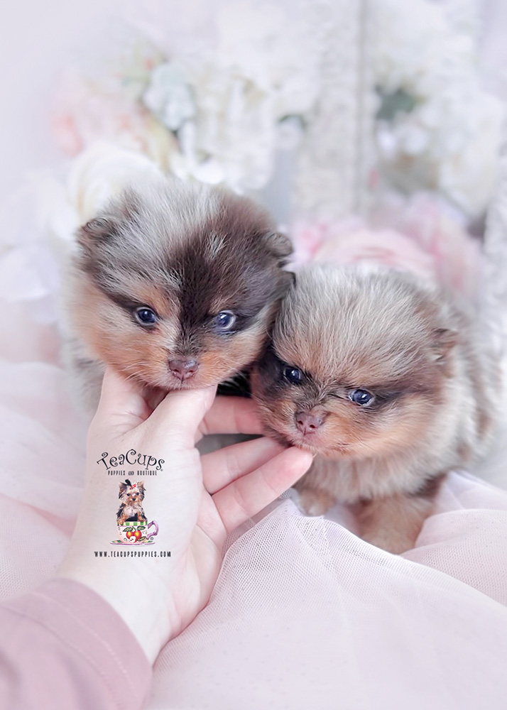 Pomeranian #130 | Teacup Puppies & Boutique