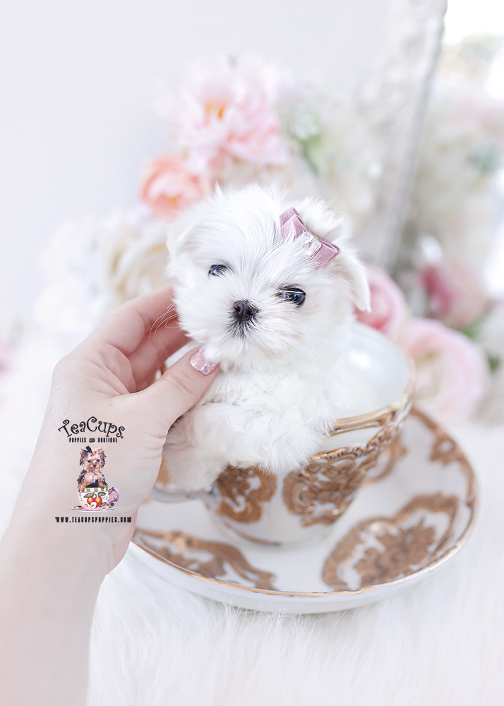 Merle Chihauhua Puppies For Sale | Teacup Puppies & Boutique