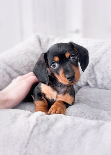 Miniature Dachshund Puppies | Teacup Puppies & Boutique